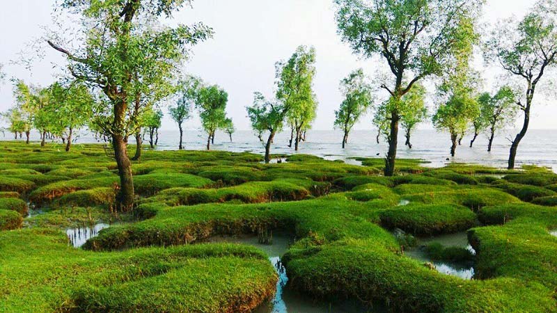 Guliakhali Sea Beach, Chittagong - The Mangrove Beach - HTLBD